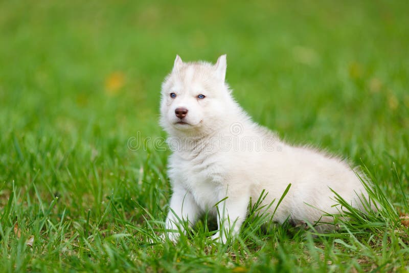 Husky Puppy on a Green Grass Stock Image - Image of front, look: 49575113