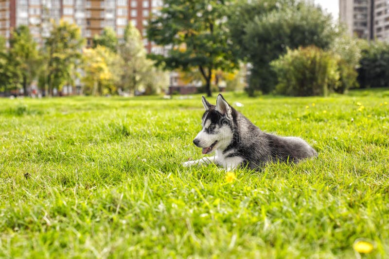 Husky laying in the grass stock image. Image of siberian - 49513359