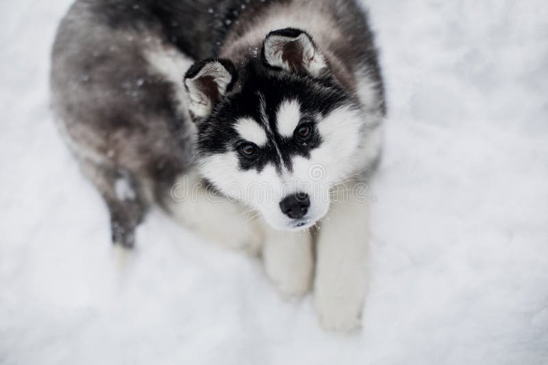 Husky Puppy Lying in the Snow. Looking at Camera Stock Photo - Image of ...