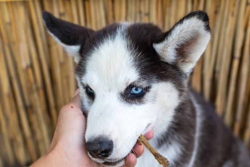 Husky Puppy Playing with Owner Stock Photo - Image of little, looking ...