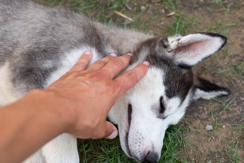 Husky Puppy Playing with Owner Stock Photo - Image of playful ...