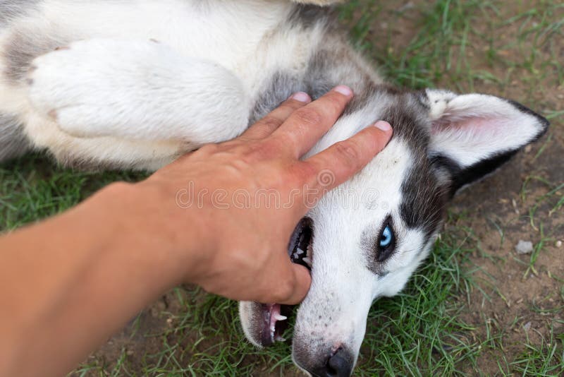 Husky Puppy Playing with Owner Stock Photo - Image of face, domestic ...