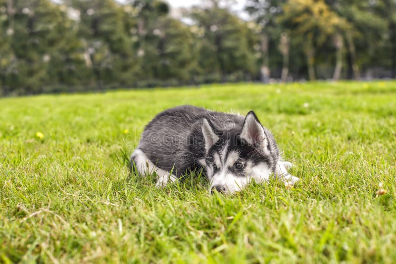 Cute husky puppy is sad stock photo. Image of siberian - 108541234