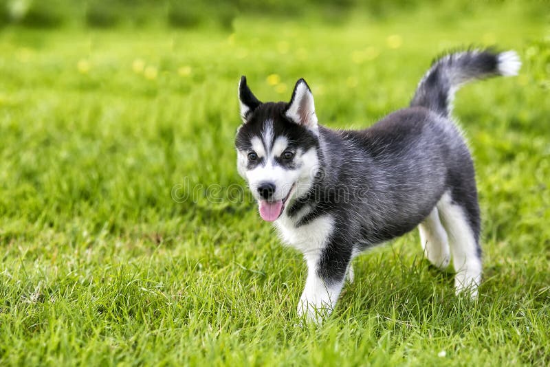 Husky puppy for a walk stock image. Image of cute, beauty - 77401887
