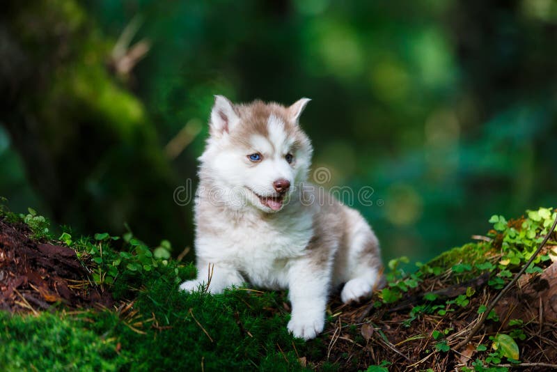 Husky Puppy in a Wild Forest Stock Image - Image of doggy, lonely ...