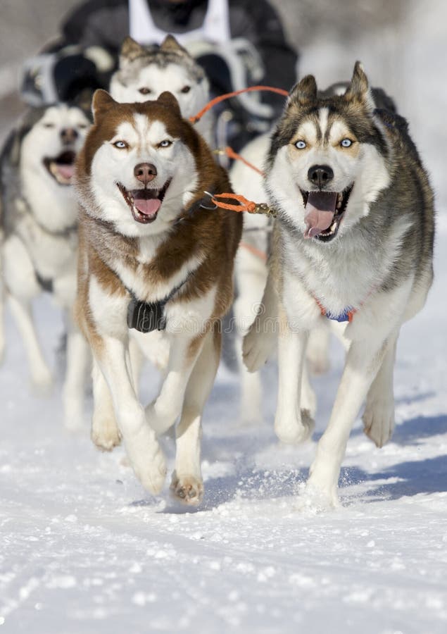 Siberian husky sled stock photo. Image of sledge, carriage - 13729284