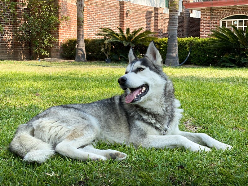 Husky Resting in a Garden. Pet Concept. Stock Image - Image of dogs ...