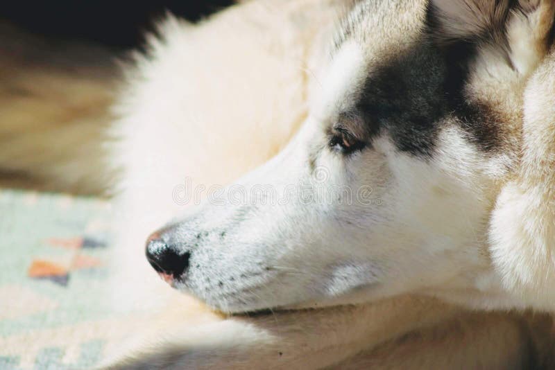 Husky resting white fur stock photo. Image of animal - 226413772