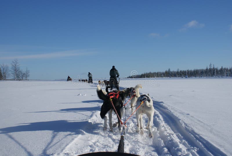 Husky Ride stock image. Image of racing, musher, huskey - 23385885