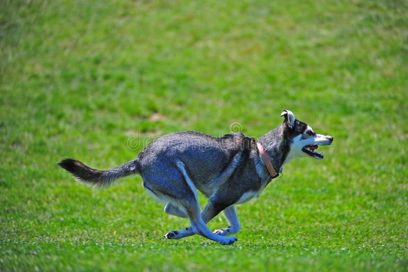 Husky on the run stock image. Image of playfull, akia - 20176389