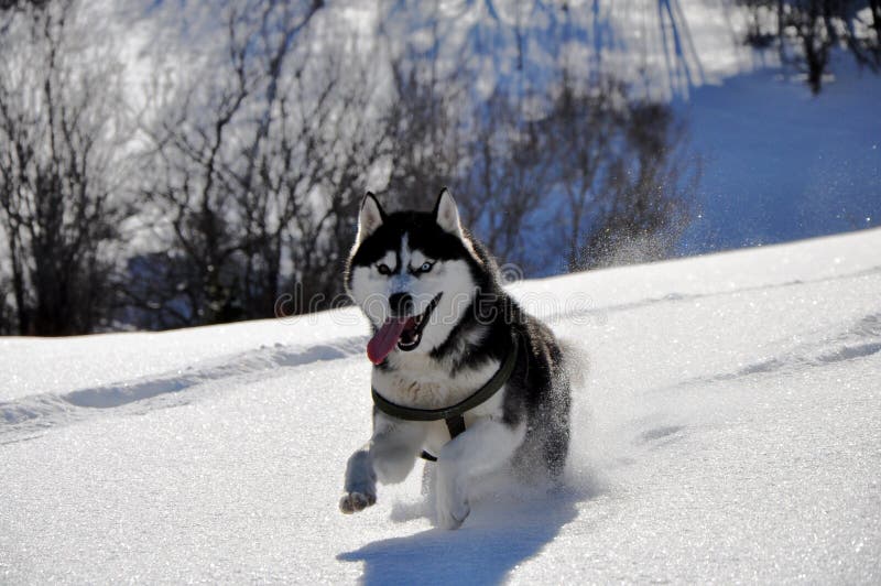 Husky run stock image. Image of white, pets, snow, animal - 68195285