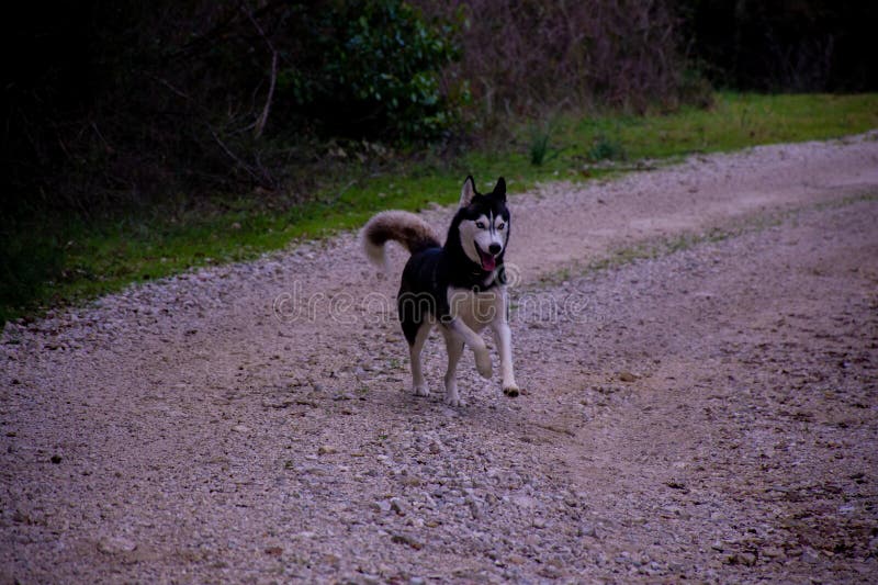 Husky Running on a Gravel Path Stock Photo - Image of active, energy ...