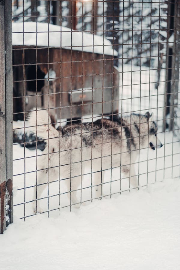 Husky Running Inside Cage in Husky Park in Rovaniemi, Lapland in Snow ...