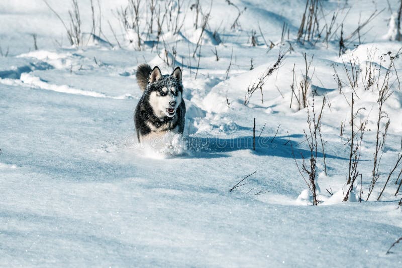 Husky running in the snow stock photo. Image of head - 156314740