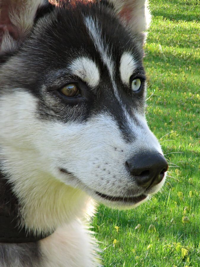 Husky s face stock photo. Image of malemute, snout, face - 3149232