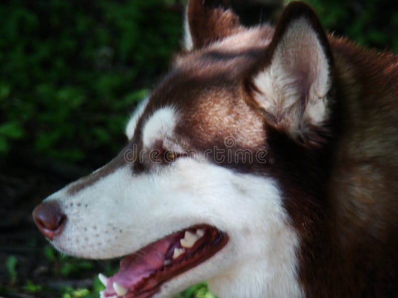 Husky, Husky`s Head. a Photo Stock Photo - Image of nature, looking ...