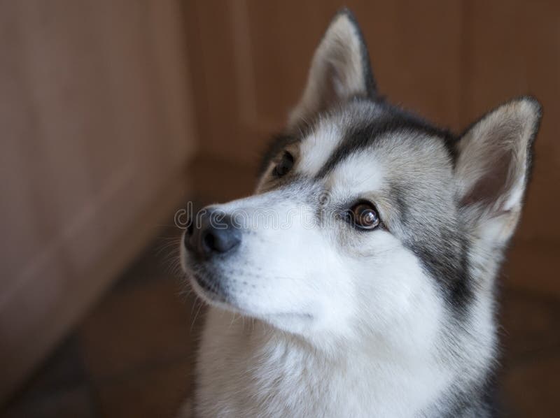 Husky stock image. Image of carnivoran, husky, siberian - 39505173