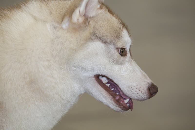 Husky Siberiano Amarelo-claro E Branco Foto de Stock - Imagem de animal ...