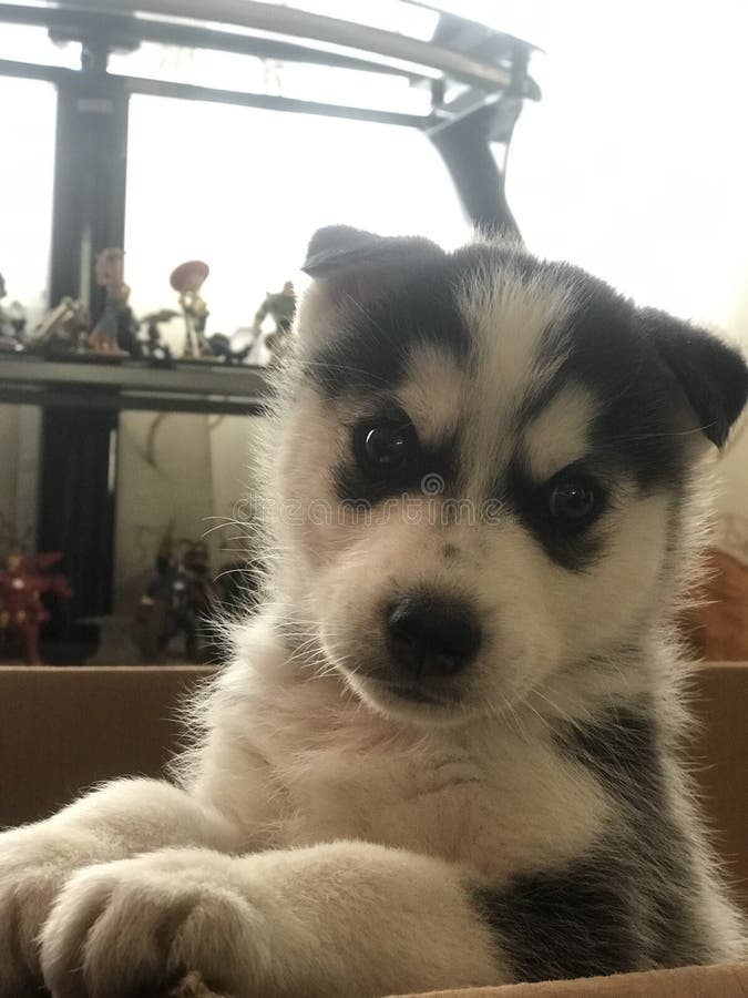 Husky siberiano foto de archivo. Imagen de adorable - 259489568