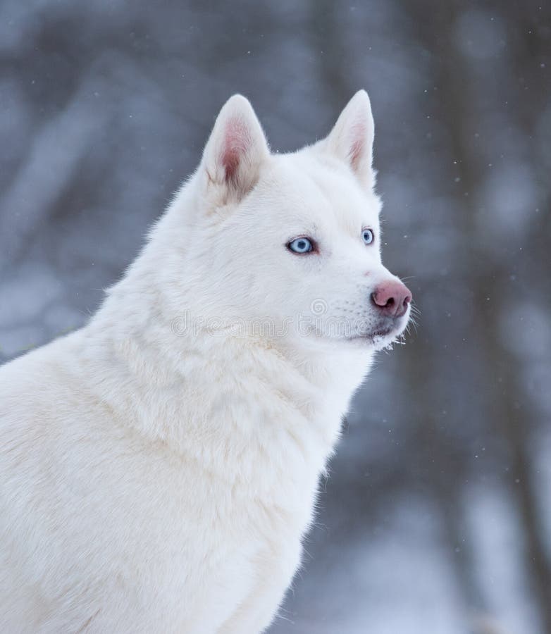 Husky siberiano blanco imagen de archivo. Imagen de caminata - 135567509