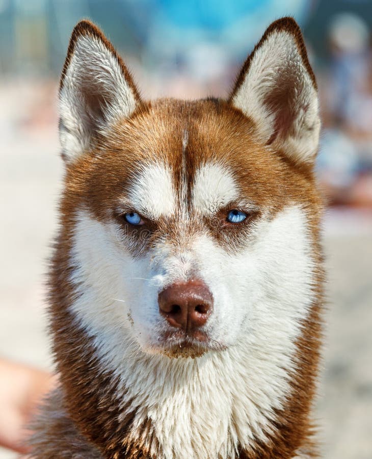 Husky Siberiano Con El Ojo Azul Imagen de archivo - Imagen de retrato ...
