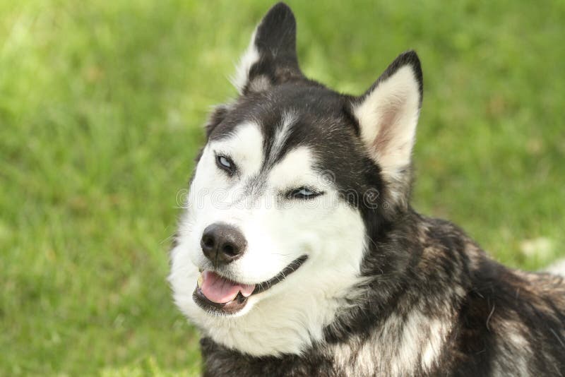 Husky Siberiano Con La Cara Smirking Foto de archivo - Imagen de ...