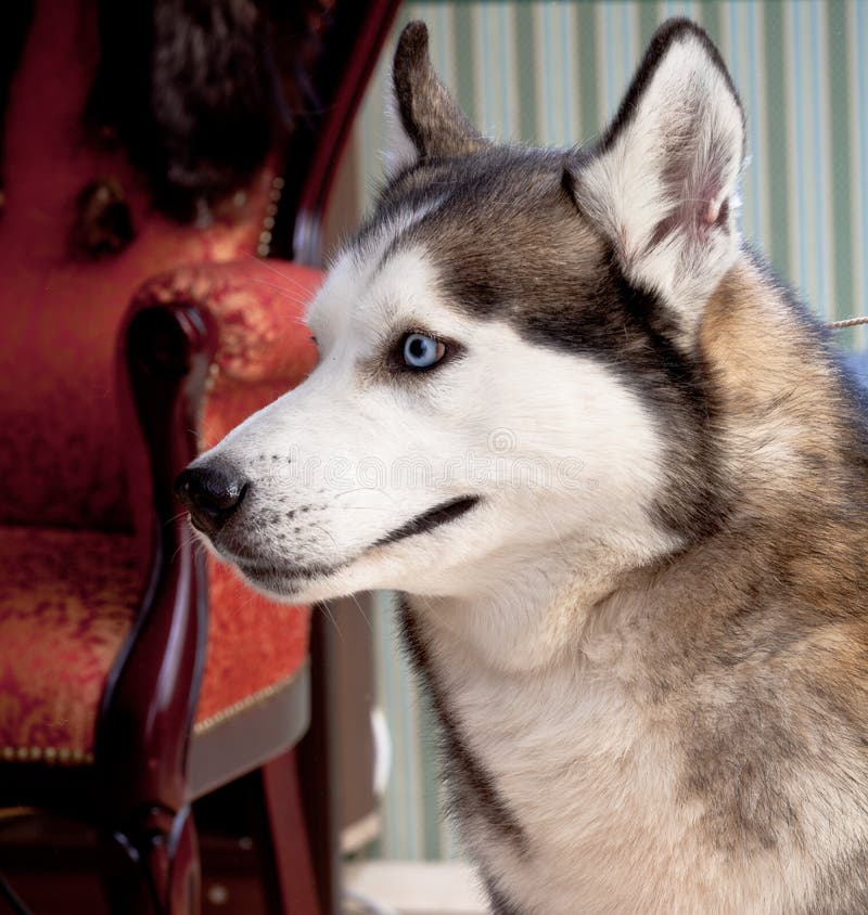 Perro Del Husky Siberiano. Estudio Tirado En Fondo Oscuro Imagen de ...