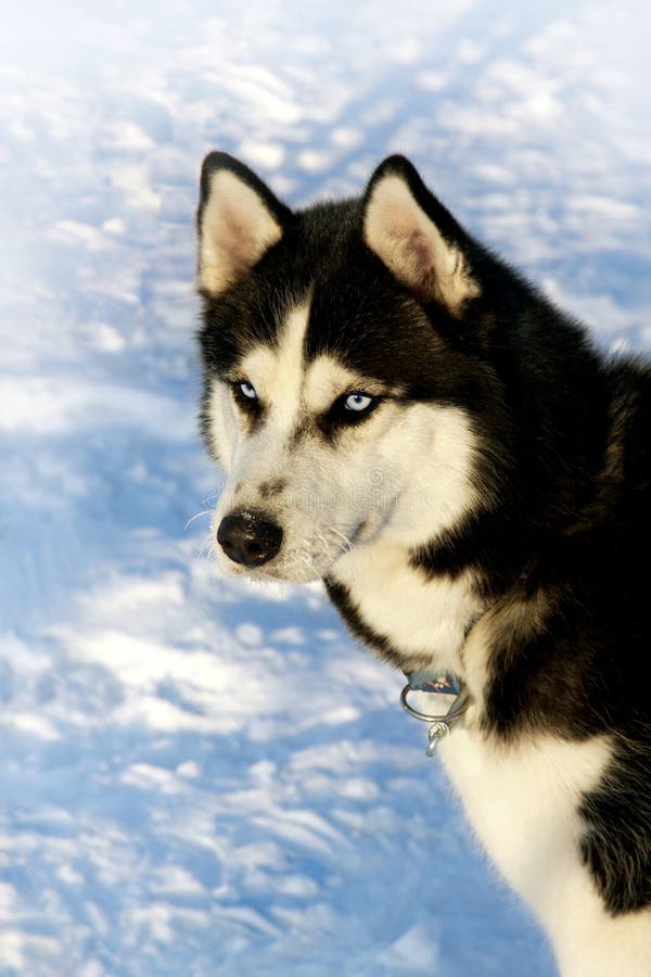 El Gran Funcionamiento De La Nieve Del Invierno Del Perro Salvaje De La ...