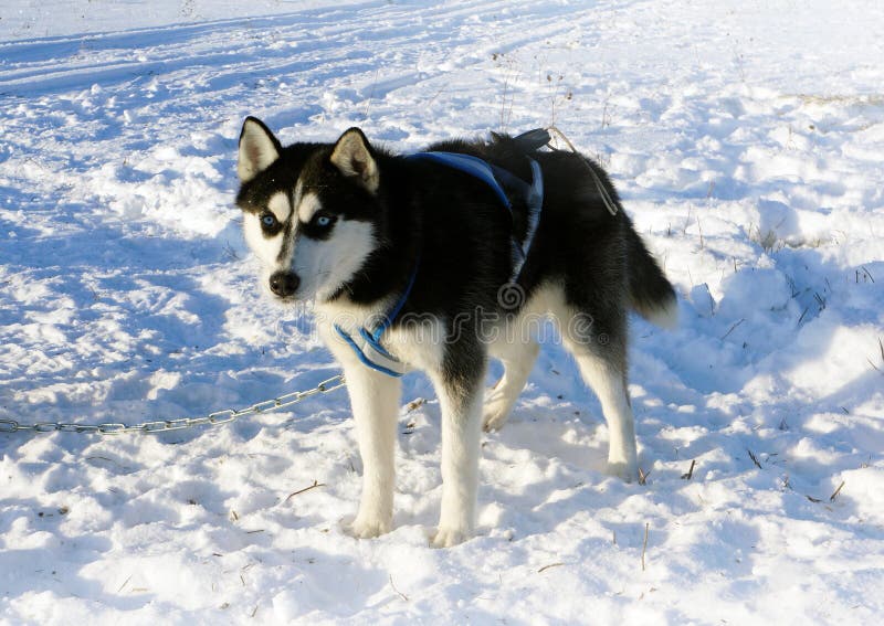 Husky Siberiano Del Perro En Nieve Foto de archivo - Imagen de cubo ...