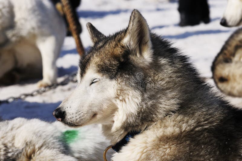Husky Siberiano En La Nieve Foto de archivo - Imagen de hermoso, animal ...