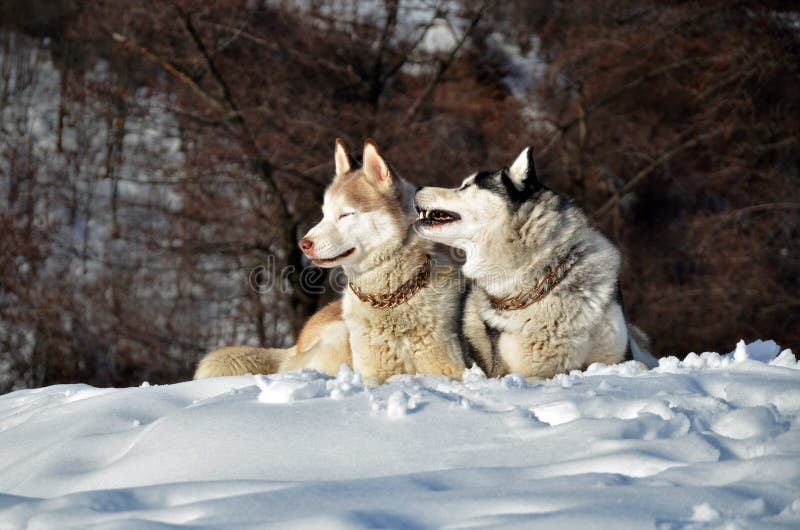 Husky Siberiano En La Nieve Imagen de archivo - Imagen de invierno ...