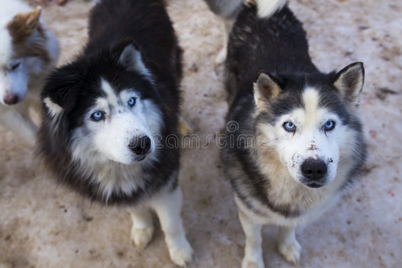 Husky siberiano gris imagen de archivo. Imagen de retrato - 59903809