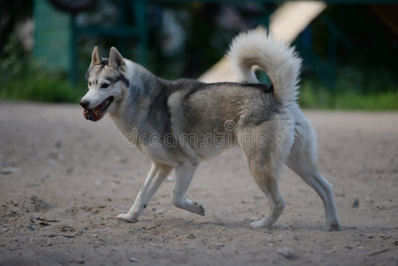 Husky Siberiano Gris De La Raza Del Perro Foto de archivo - Imagen de ...
