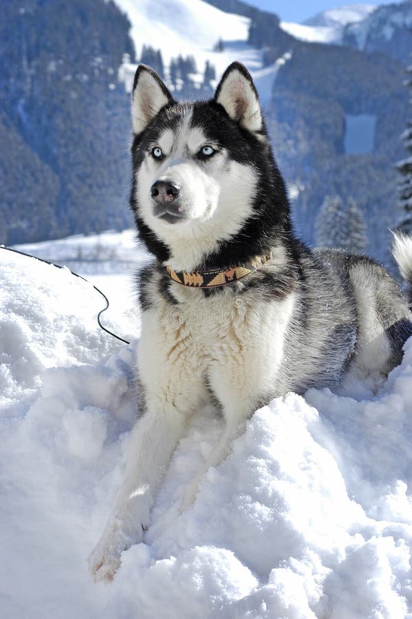 Husky Siberiano Que Miente En La Nieve Foto de archivo - Imagen de ...