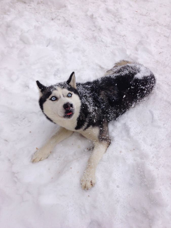 Husky Siberiano Que Pone En Nieve Foto de archivo - Imagen de laying ...