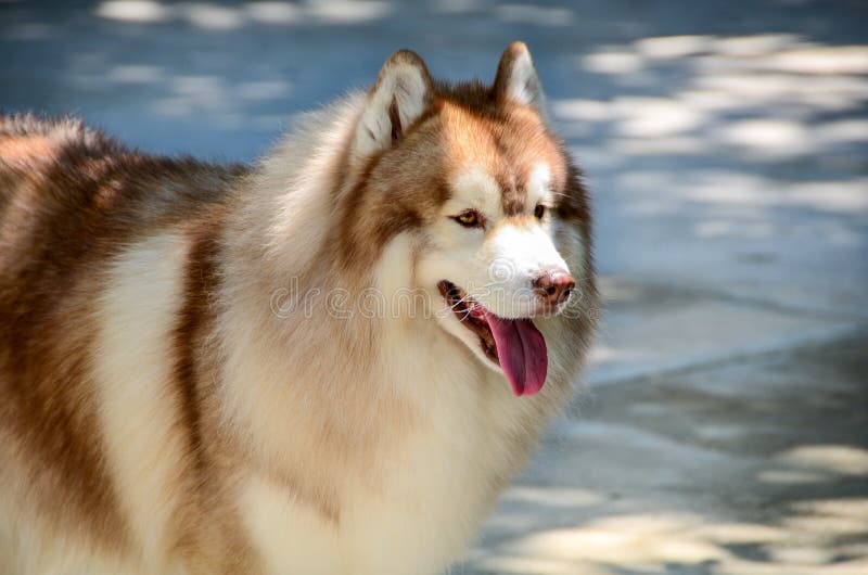 Husky siberiano rojo 3 foto de archivo. Imagen de estudio - 41783766