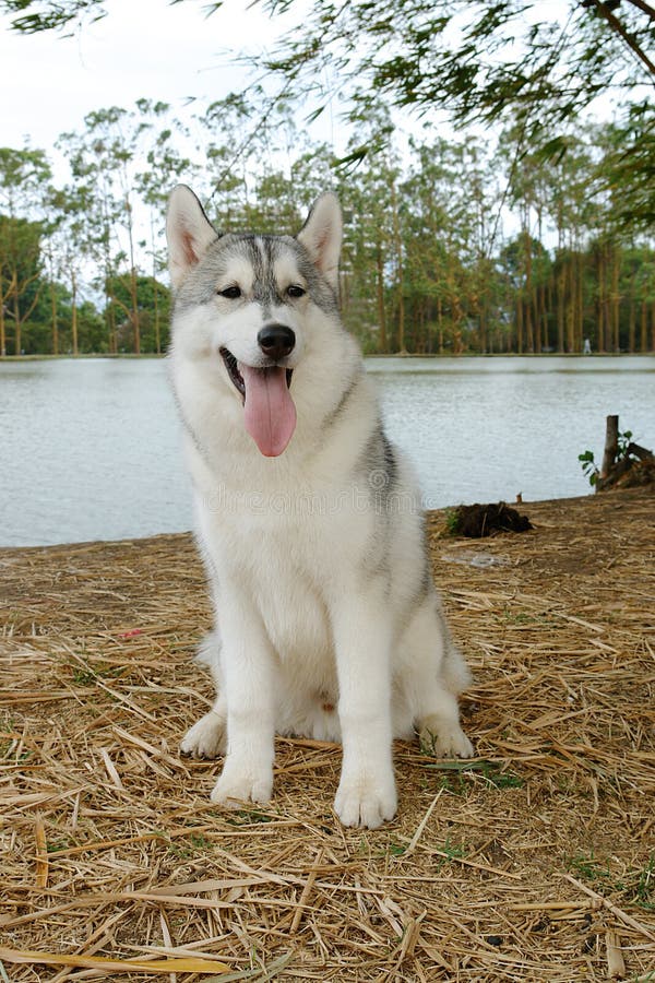 Siberian husky standing stock photo. Image of purebred - 1102482
