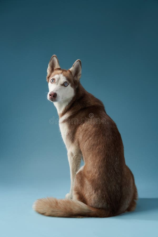 Husky on a Blue Background. Dog in the Studio Stock Photo - Image of ...