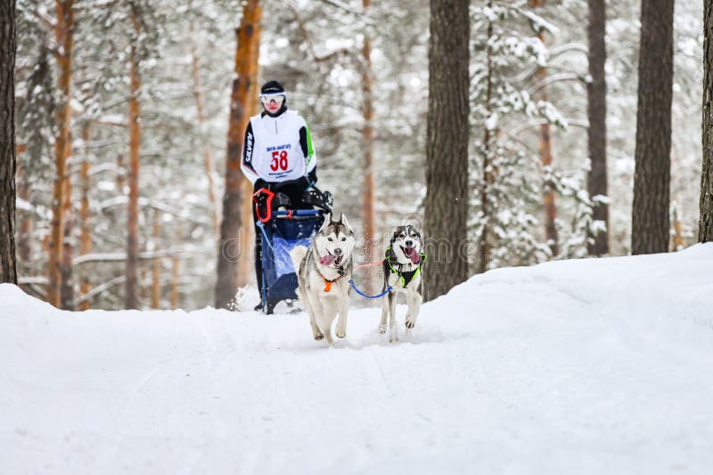 Husky sled dog racing stock photo. Image of kennel, friend - 177746074