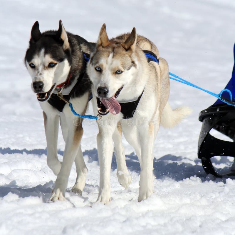 A Husky Sled Dog Team at Work Stock Photo - Image of nose, mountains ...