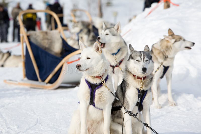 Husky sled-dogs stock photo. Image of sled, cold, animal - 4708348