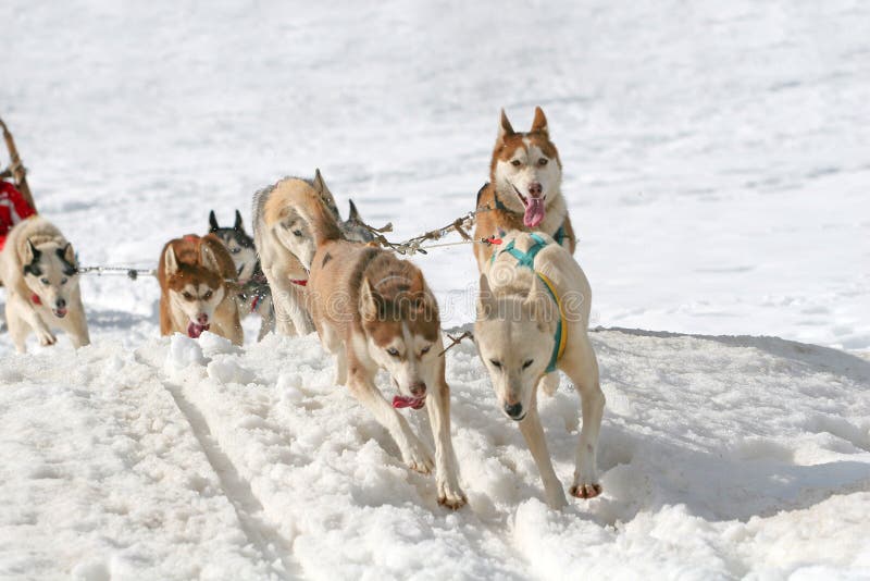 Husky sled dogs stock image. Image of husky, nose, doggy - 7688871