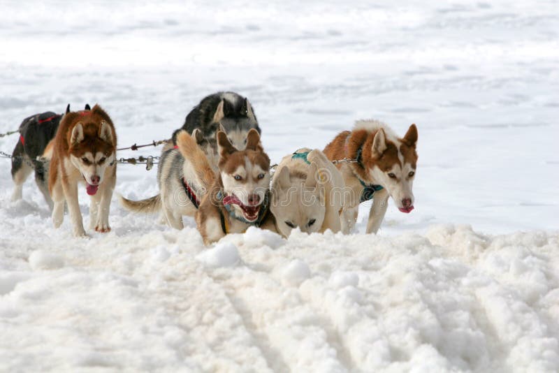 Husky sled dogs stock image. Image of natural, husky, look - 7688887