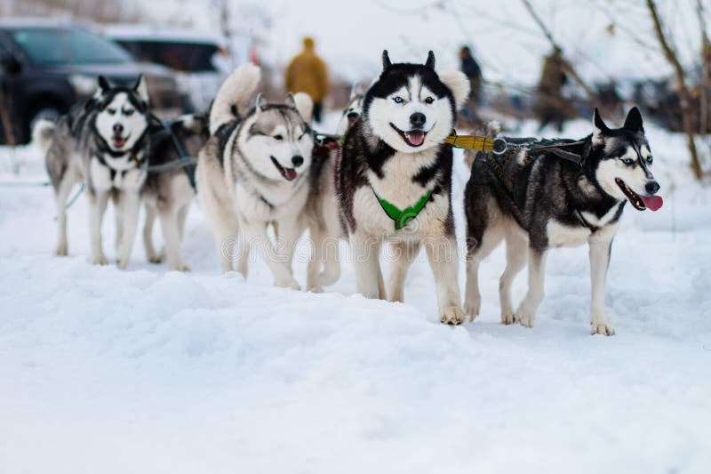 Husky sled in the snow stock photo. Image of husky, snow - 86262036