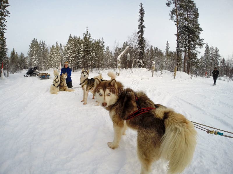 Husky Sledge editorial stock photo. Image of team, alone - 71063218