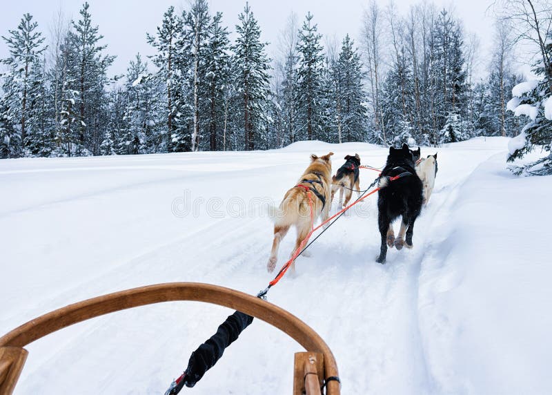 Husky Sledge at Lapland in Finland Stock Photo - Image of finland, farm ...