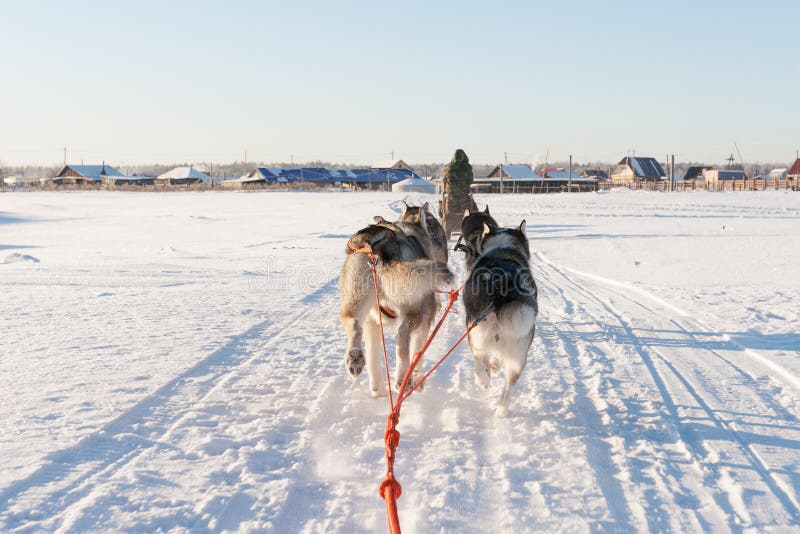 Husky Sledge Ride at Sunset in Winter Landscape Stock Image - Image of ...