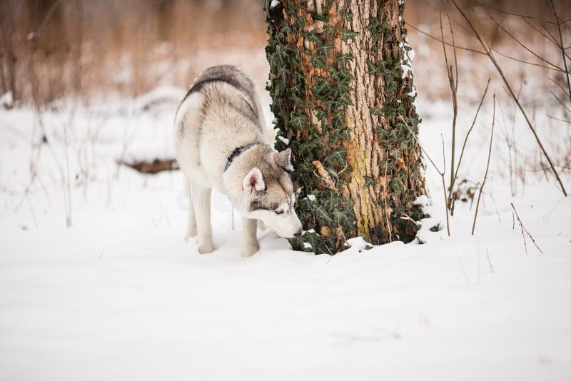 Husky Sniffs Under the Tree Stock Photo - Image of beautiful, animal ...