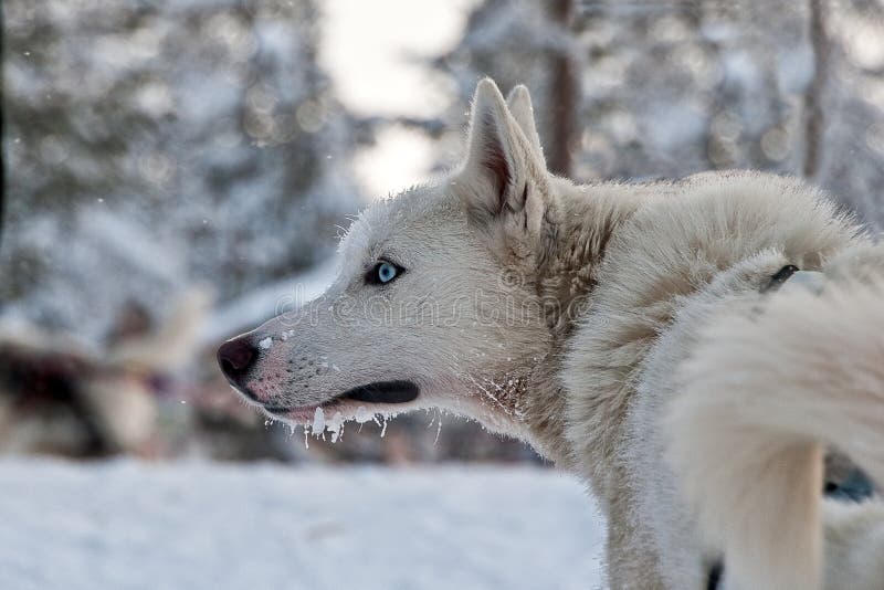 Husky in the Snow stock photo. Image of outside, nature - 14208158
