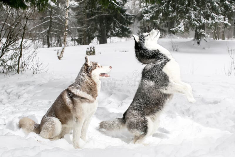 Husky Standing on Its Hind Legs. Snow. Winter. Stock Photo - Image of ...